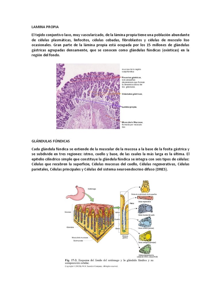LAMINA PROPIA - histologia.docx