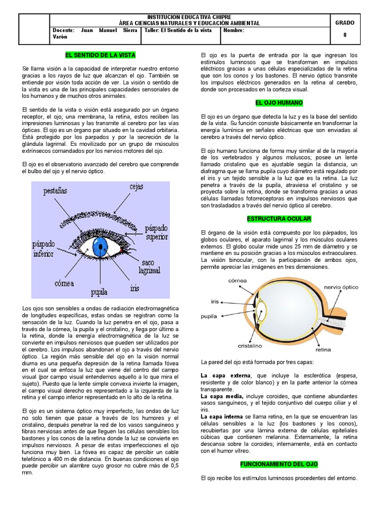El funcionamiento del sentido de la vista | PDF | Ojo humano | Percepción visual
