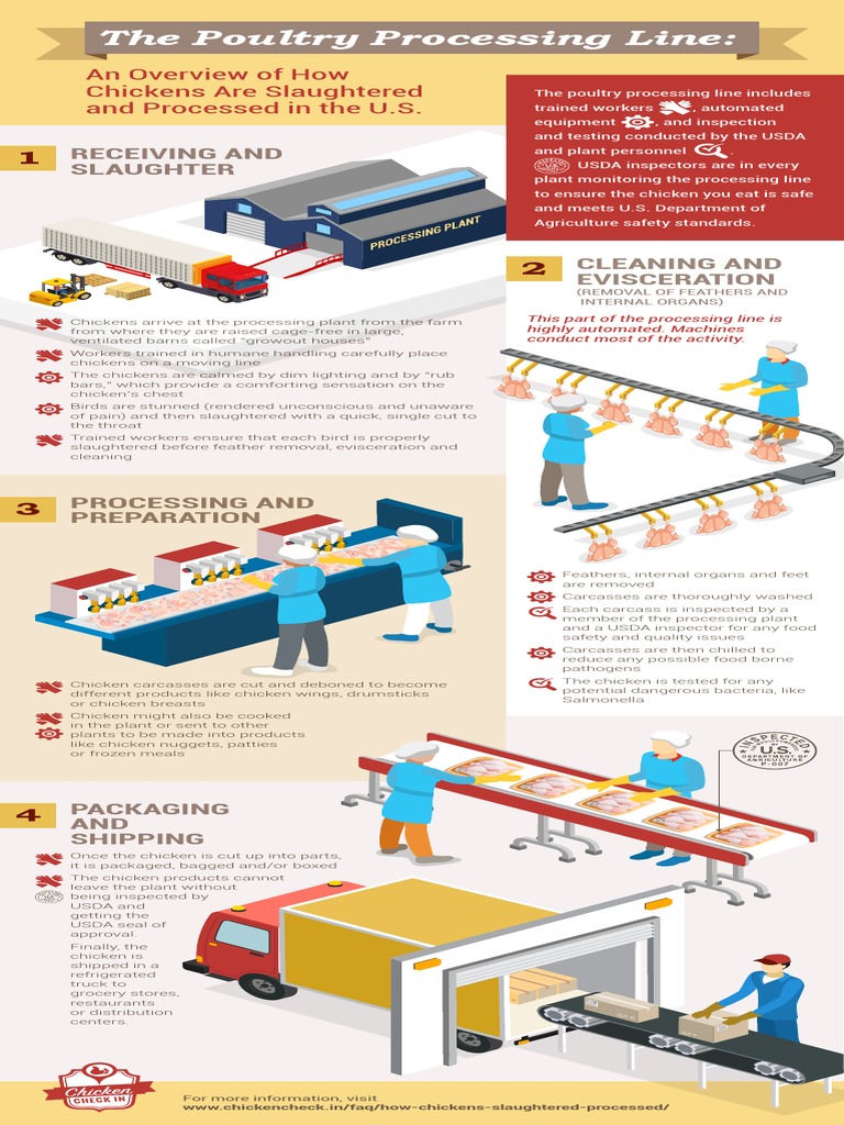 Infographic Poultry Processing Line | PDF | Poultry Farming | Poultry