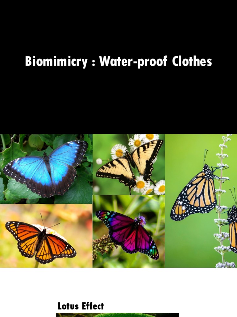 Biomimicry Inspired Waterproof Clothing | PDF | Nature | Science
