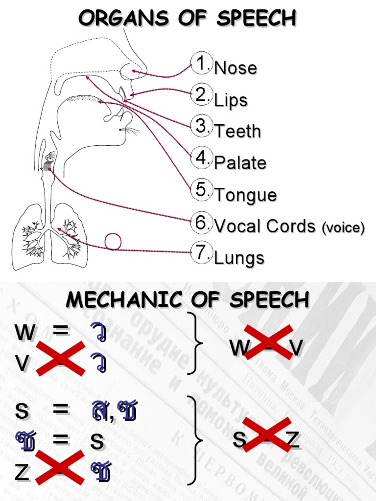 Anatomy and Mechanics of Speech | PDF