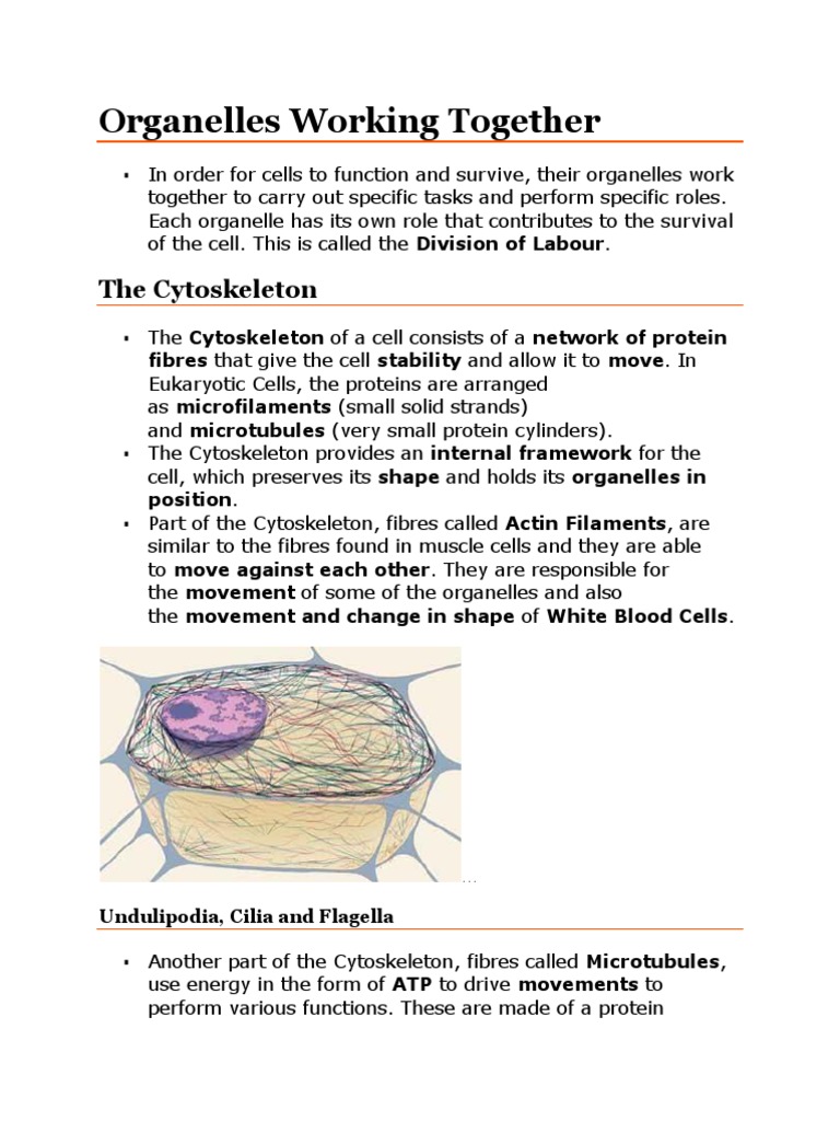 Organelles Working Together | PDF | Cytoskeleton | Microtubule