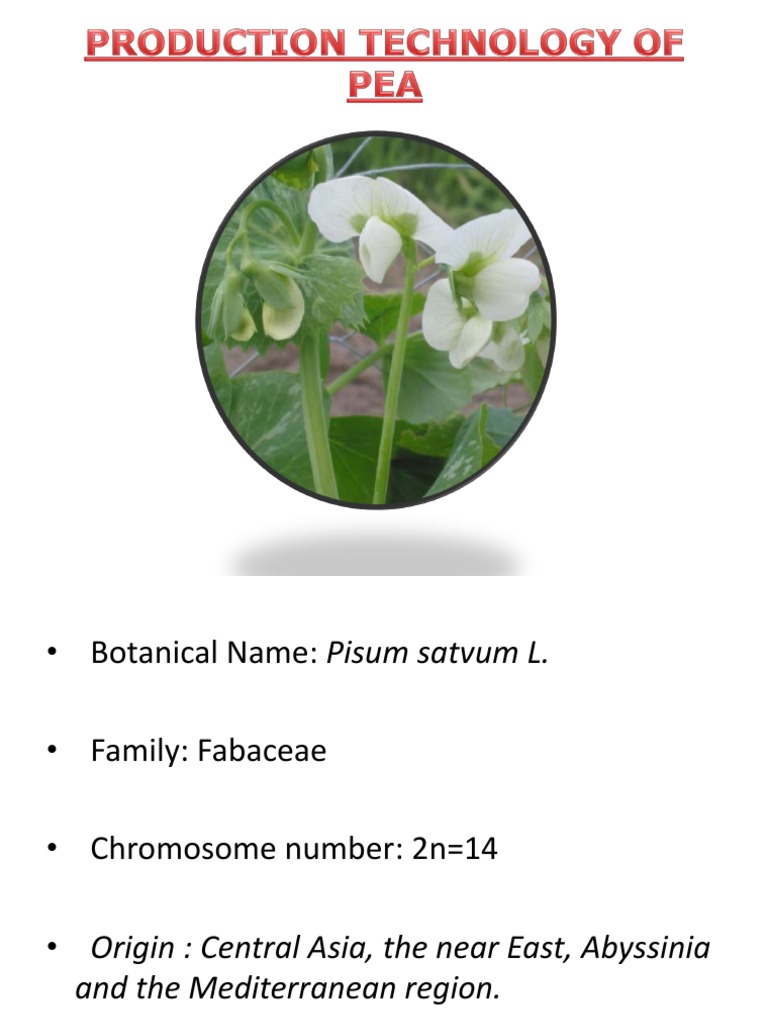 Peas | PDF | Pea | Sowing