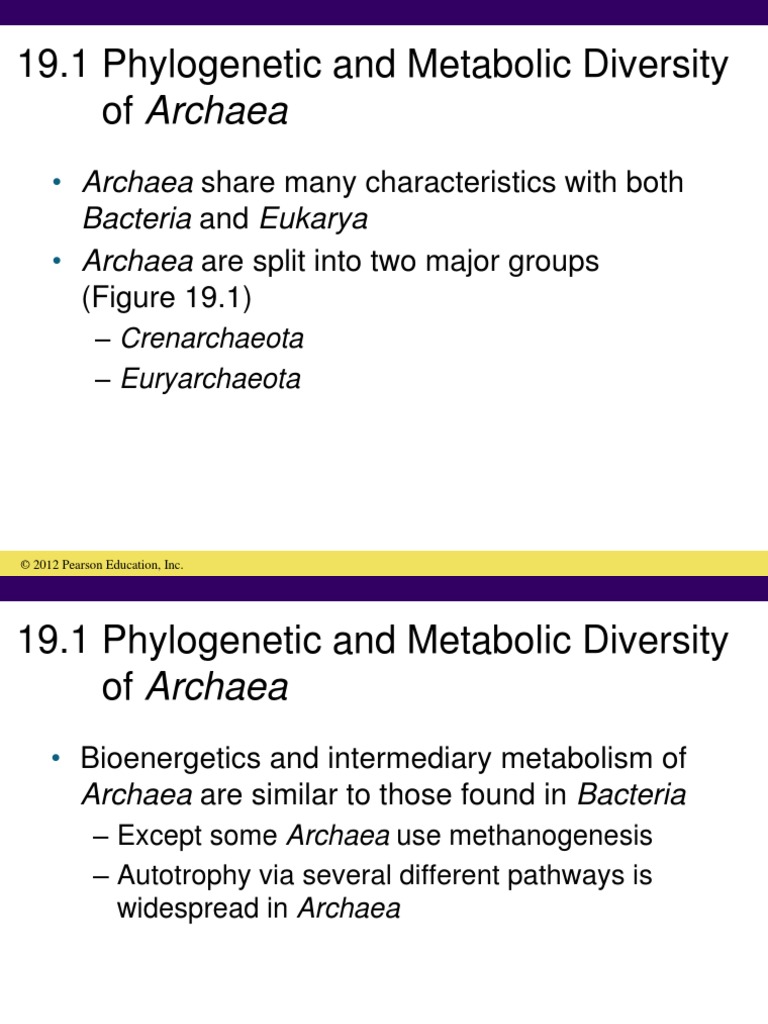 19.1 Phylogenetic and Metabolic Diversity of Archaea | PDF | Archaea | Prokaryote