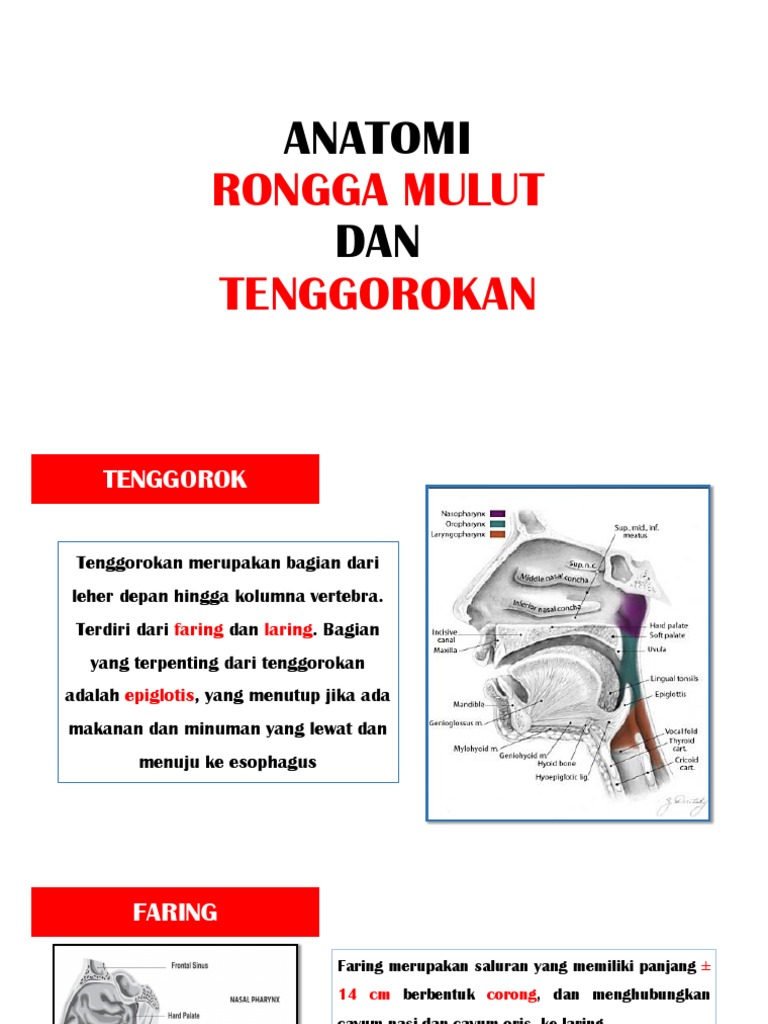 Anatomi Rongga Mulut | PDF