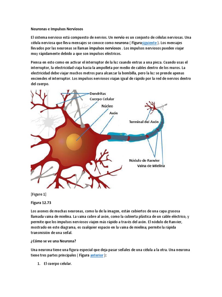 Neuronas e Impulsos Nerviosos | PDF | Neurona | Axon