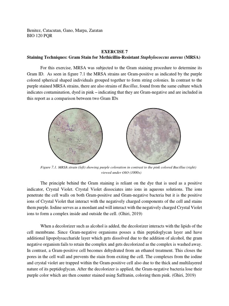 Exercise 7 Staining Techniques: Gram Stain For Methicillin-Resistant ...