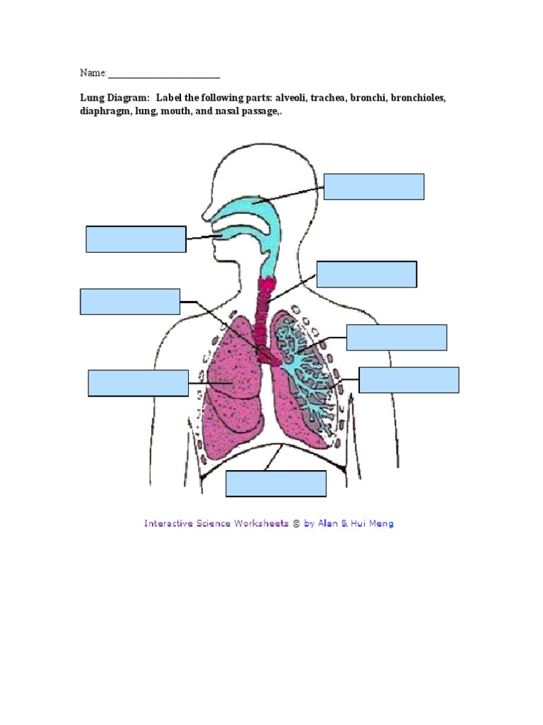 Lung Diagram: Label The Following Parts: Alveoli, Trachea, Bronchi ...
