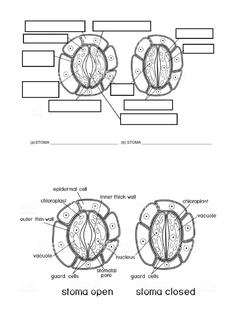 (A) STOMA - (B) STOMA | PDF