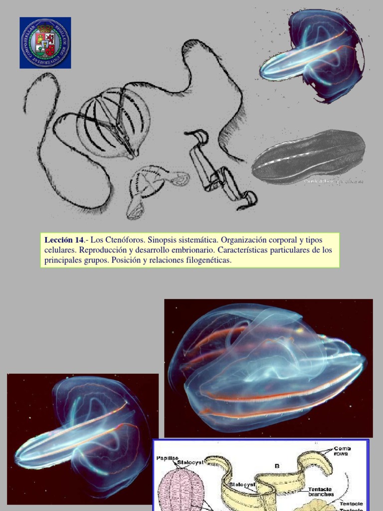 Ctenoforos | PDF | Biología | Anatomía