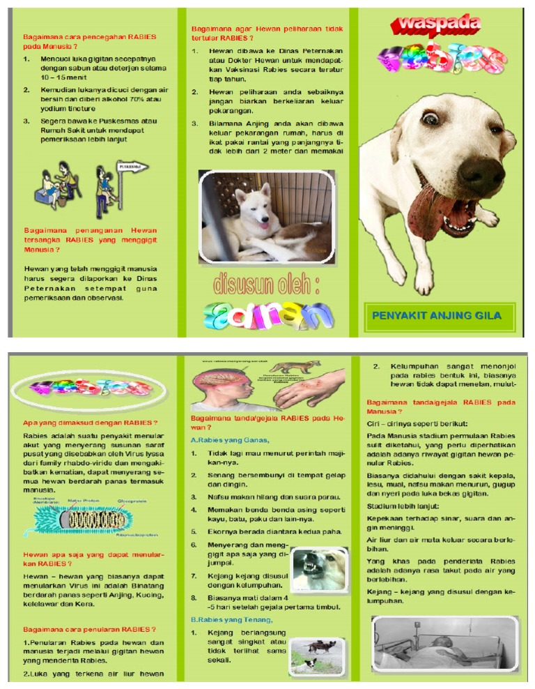 Leaflet Rabies | PDF