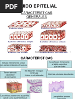 Epitelio Cuboidal Estratificado | PDF | Epitelio | Anatomía