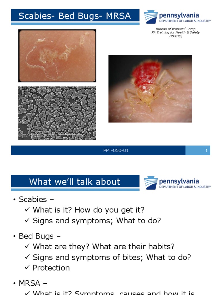 Scabies-Bed Bugs - MRSA: Bureau of Workers' Comp PA Training For Health ...