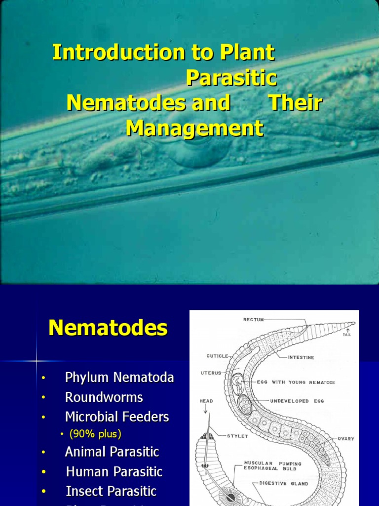 Introduction To Plant Parasitic Nematodes and Their Management | PDF ...