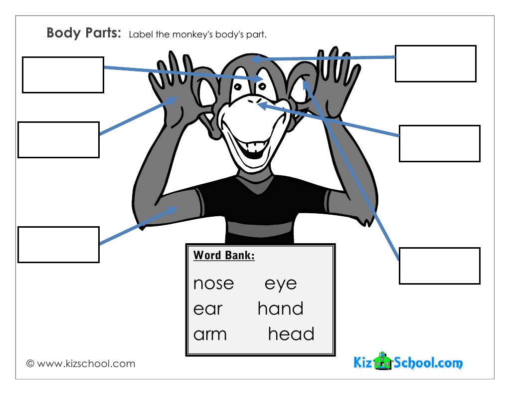 BodyParts Label Face | PDF