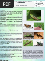 Chinche Cafe Del Arroz | PDF | Plaga (organismo) | Insectos