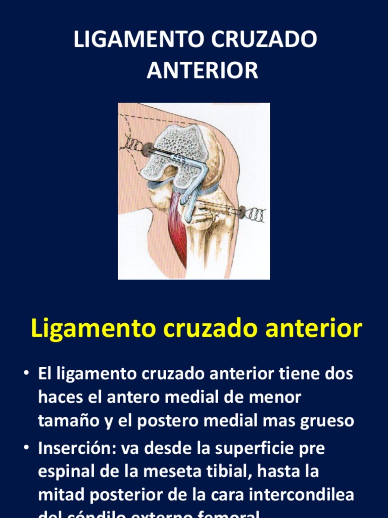 Ligamento Cruzado Anterior | PDF | Rodilla | Anatomía del miembro inferior