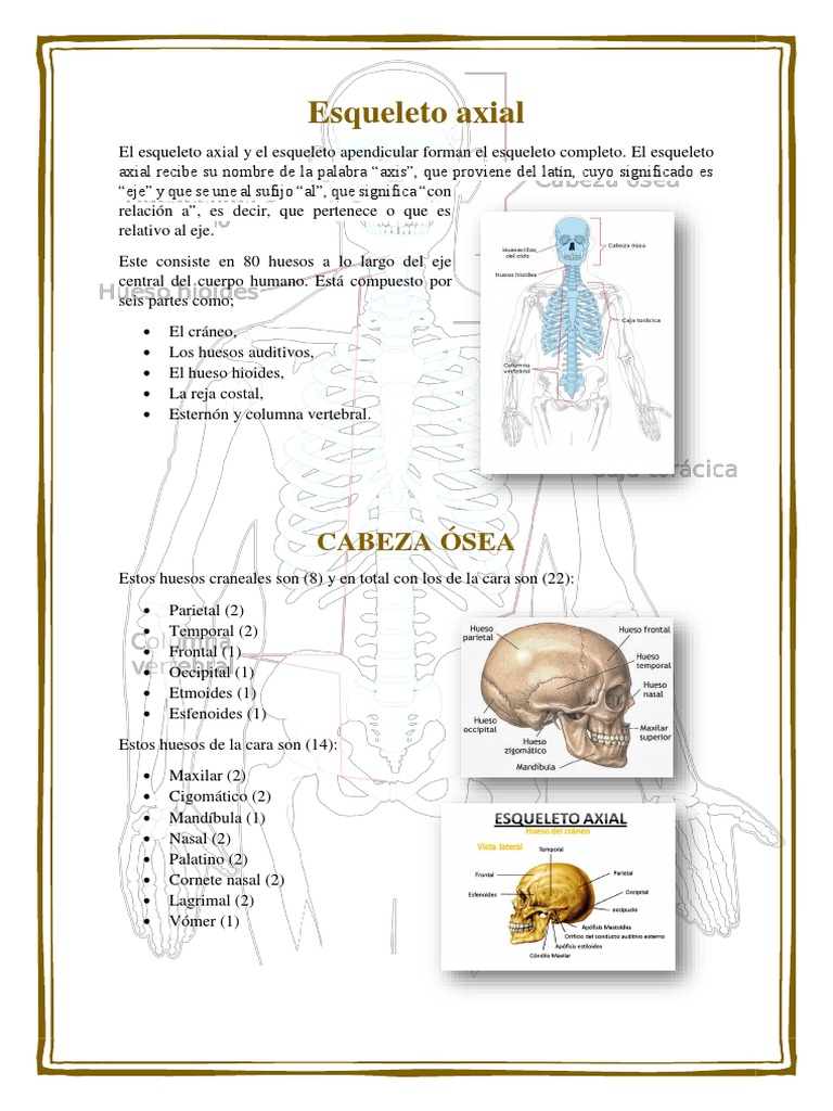 Esqueleto Axial | PDF | La columna vertebral | Cráneo
