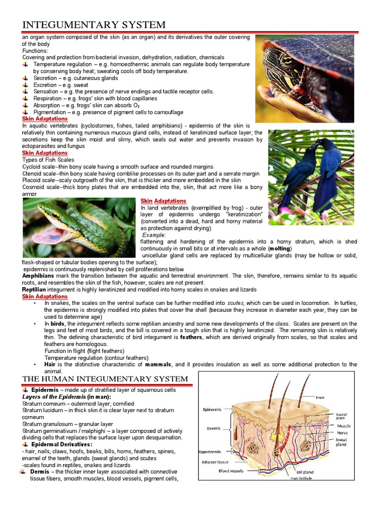 Integumentary System: Skin Adaptations | PDF | Skeletal Muscle | Skin