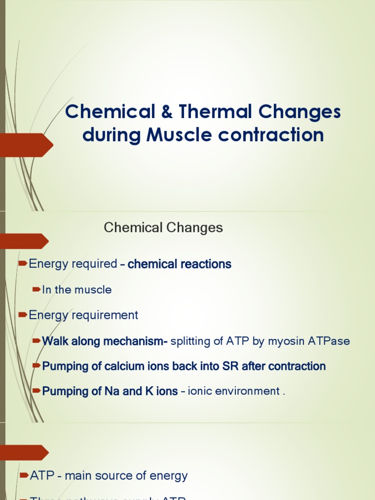 Chemical and Thermal Changes During Muscle Contraction | PDF ...