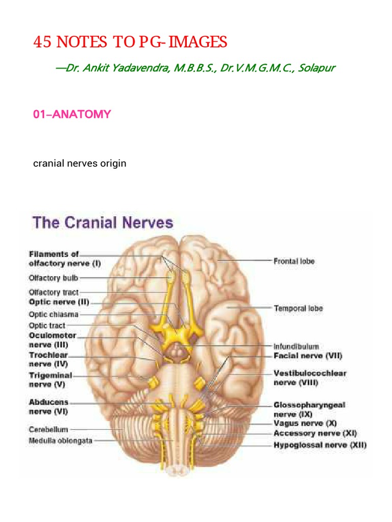 NEET PG Anatomy Images | PDF