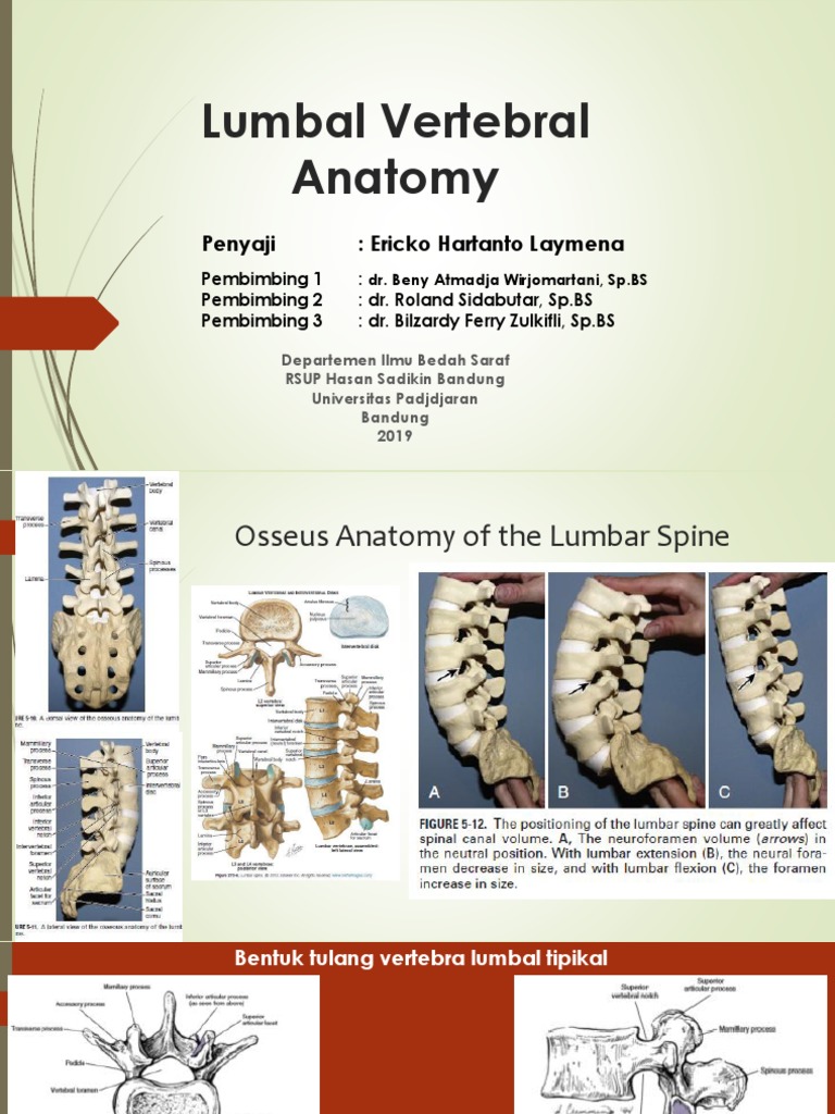 Lumbal Vertebral Anatomy-1 | PDF