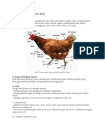 LAPRAK Morfologi Dan Anatomi Ayam | PDF