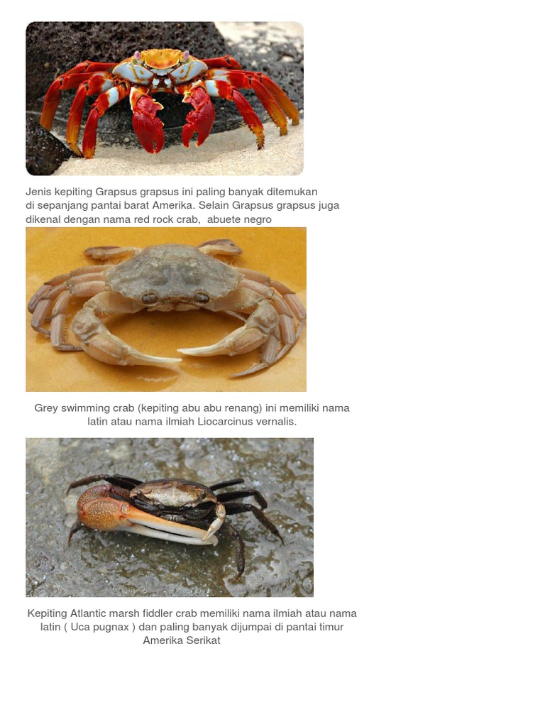 Jenis Kepiting dan Tanaman Obat di AS | PDF | Griya & Taman | Sains ...