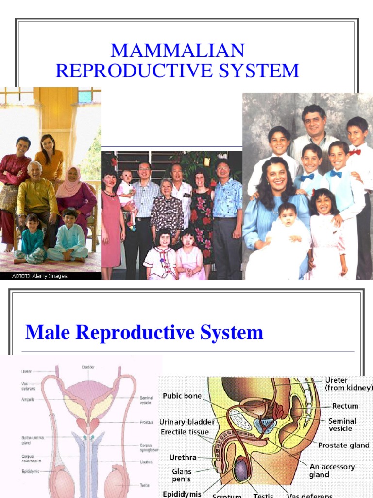 Mammalian Reproductive System | PDF | Luteinizing Hormone | Menstrual Cycle