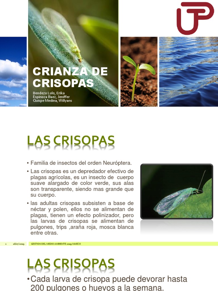 Crianza y Beneficios de Crisopas | PDF | Coccinellidae | Pesticida