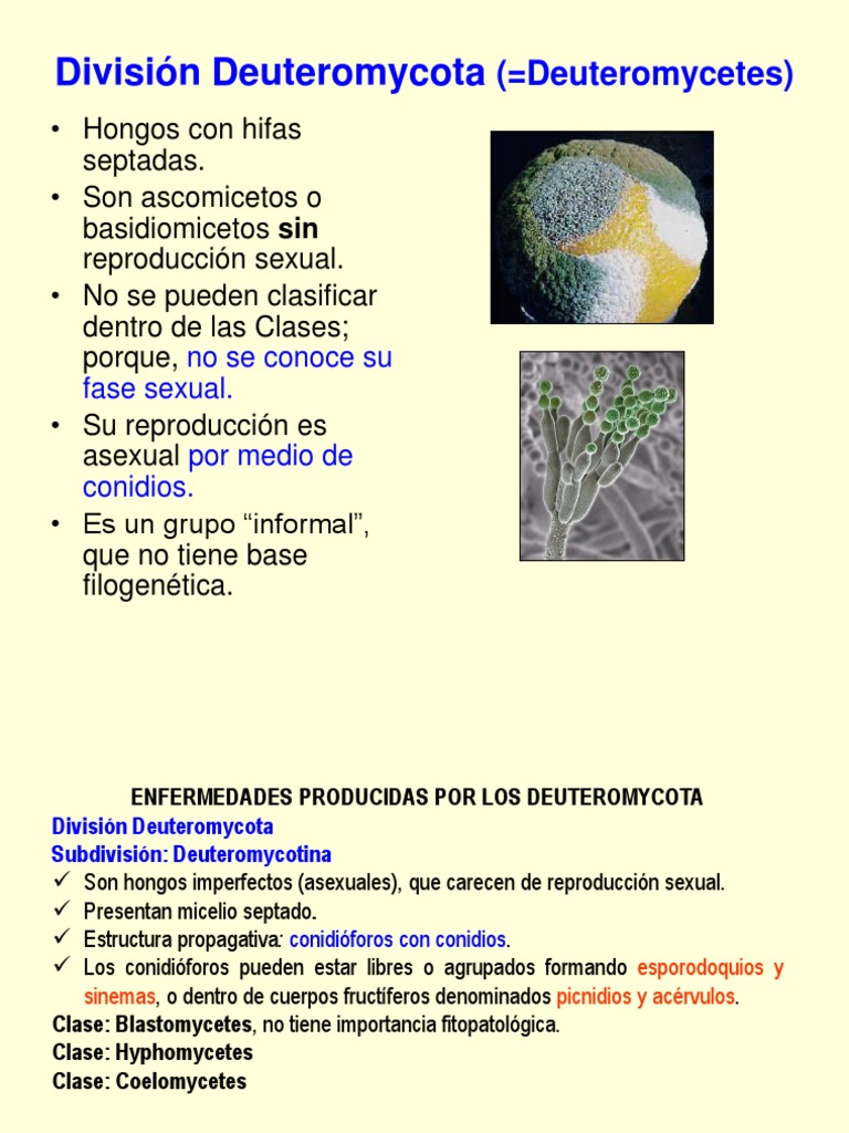 Fitopat Div Deuteromycota'18 | PDF | Hoja | Hongo