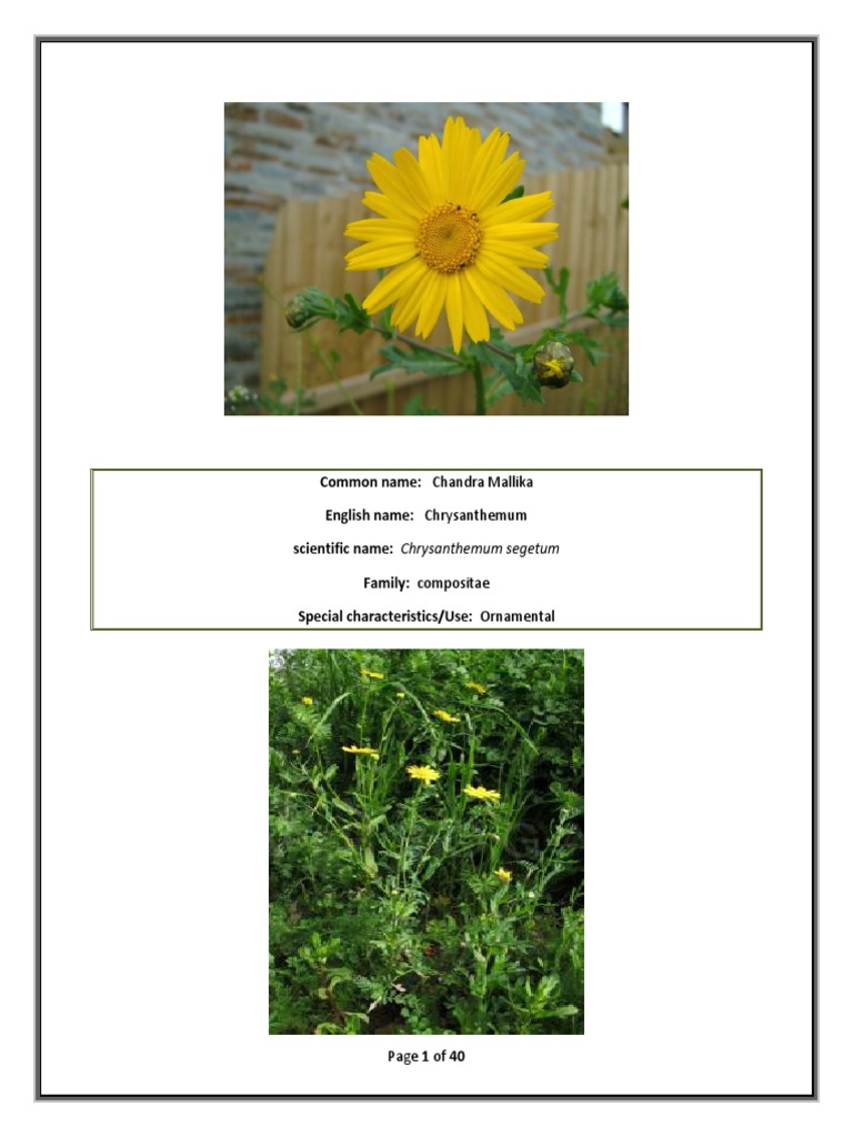 Album On Flowers Ornamental Plants | PDF | Garden Plants | Botany