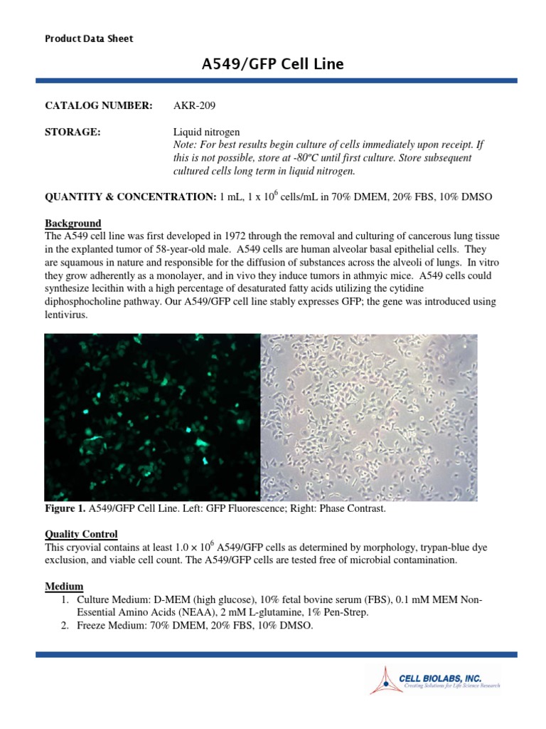 AKR 209 GFP A549 Cell Line | PDF | Cell Culture | Green Fluorescent Protein