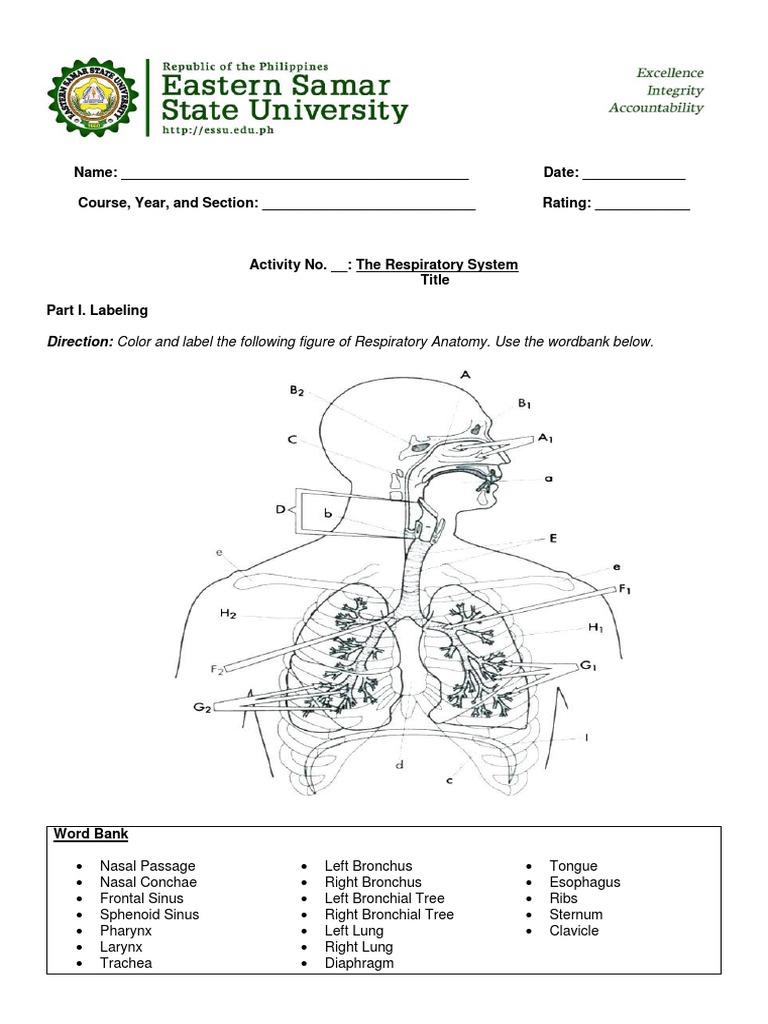 The Respiratory System Activity | Download Free PDF | Respiratory Tract ...