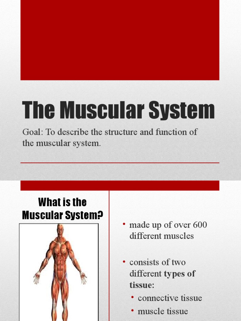 Muscular System PowerPoint | PDF | Muscle | Skeletal Muscle