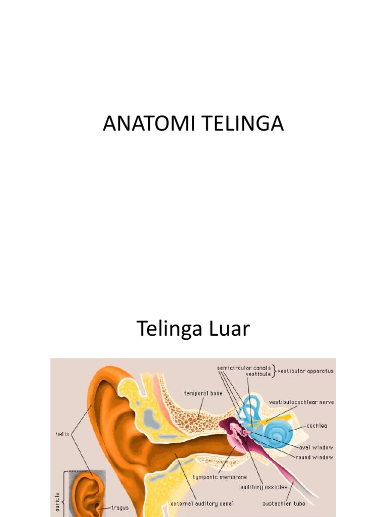 Anatomi Telinga | PDF