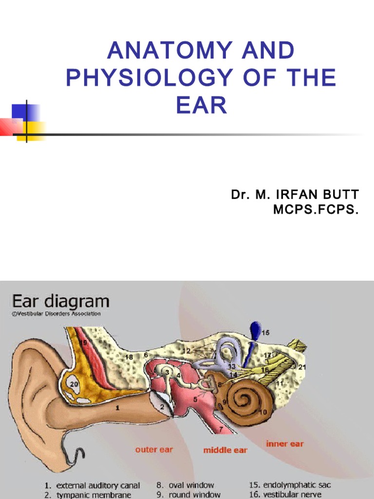 Anatomy and Physiology of The EAR: Dr. M. Irfan Butt Mcps - Fcps | PDF ...