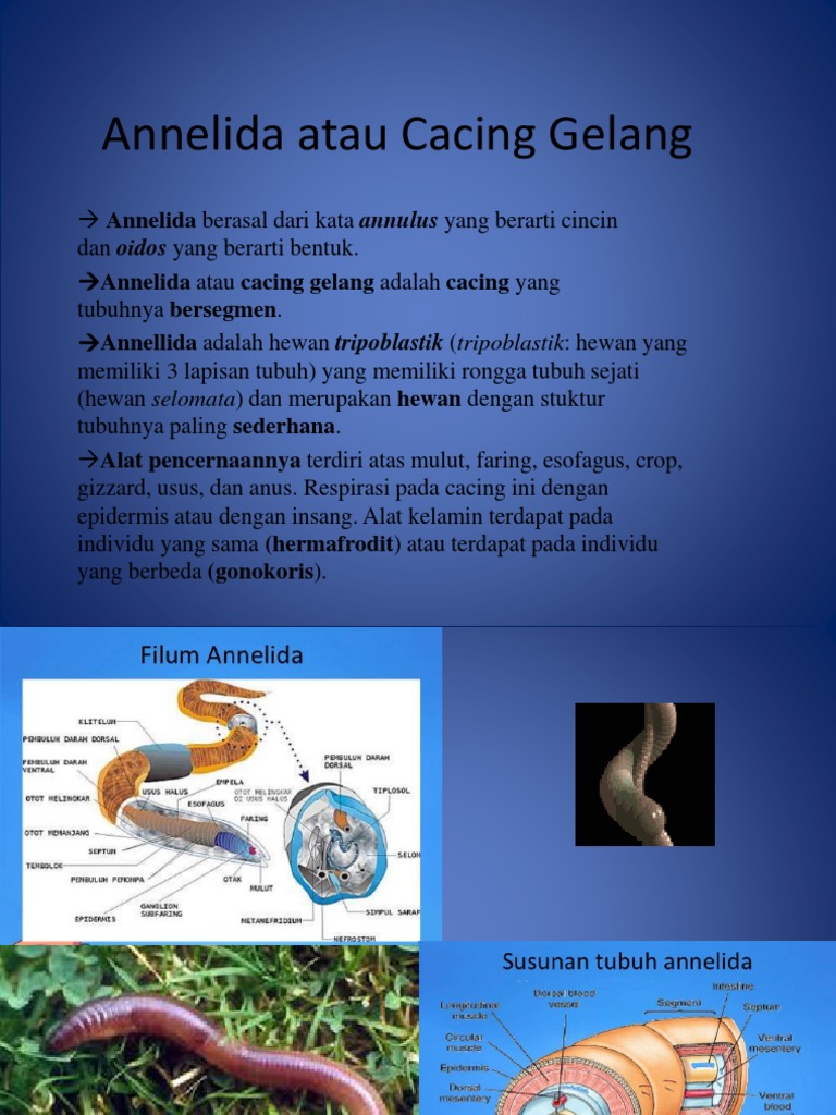 Annelida Atau Cacing Gelang | PDF