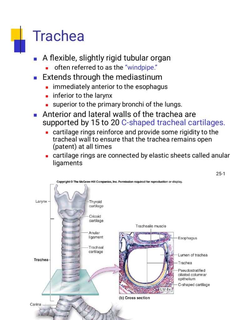 Trachea and Lungs | PDF | Lung | Anatomy
