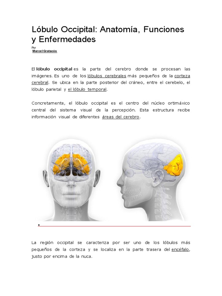 Lóbulo Occipital Pdf Percepción Visual Cerebro