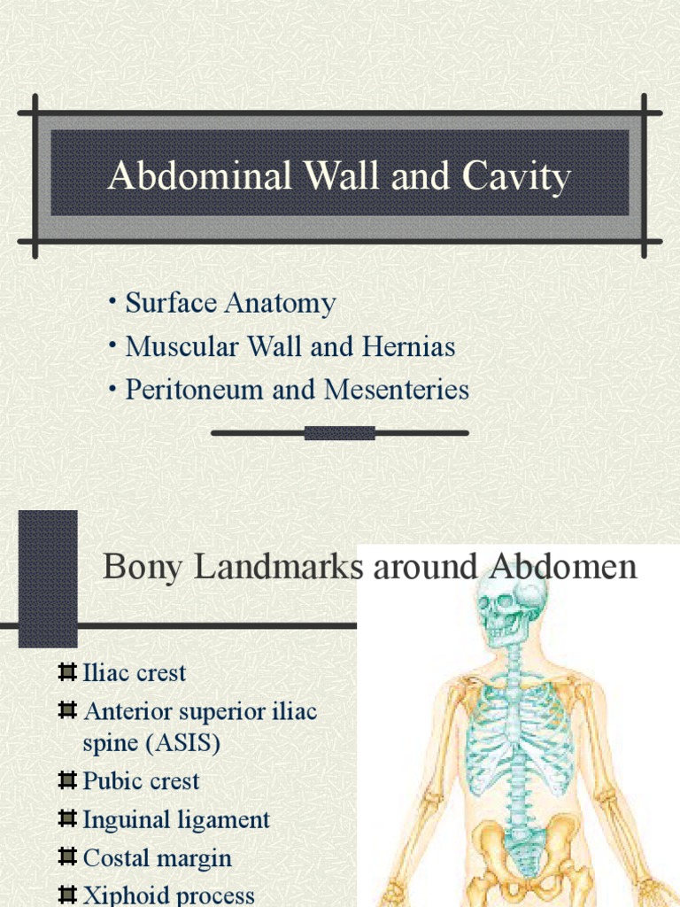 Anatomy of the Abdominal Wall and Cavity: Muscles, Hernias, Peritoneum ...