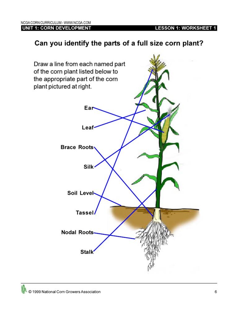 Corn Plant Anatomy