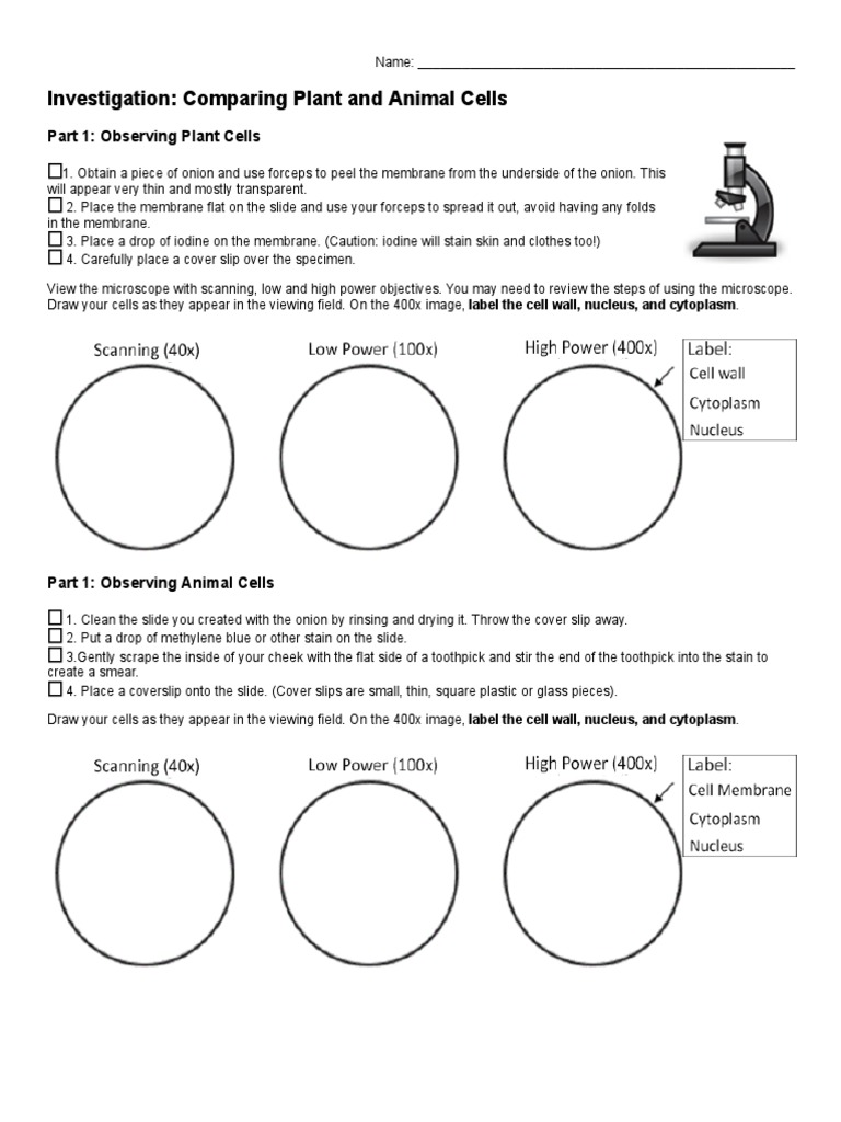 Investigation Comparing Plant and Animal Cells | PDF