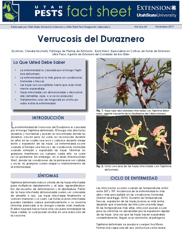 Verrucosis Del Duraznero | PDF | melocotón | Espora