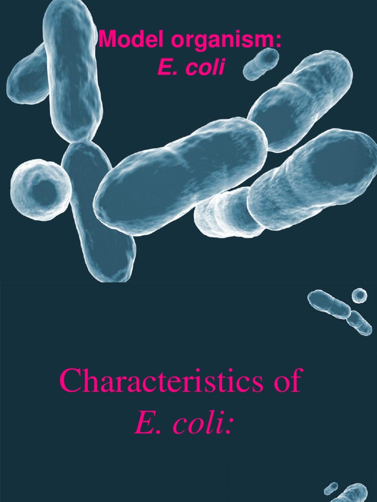 E. Coli | PDF