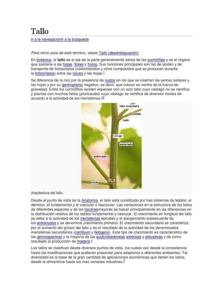 Funciones y morfología del tallo en plantas | PDF | Tallo de la planta ...