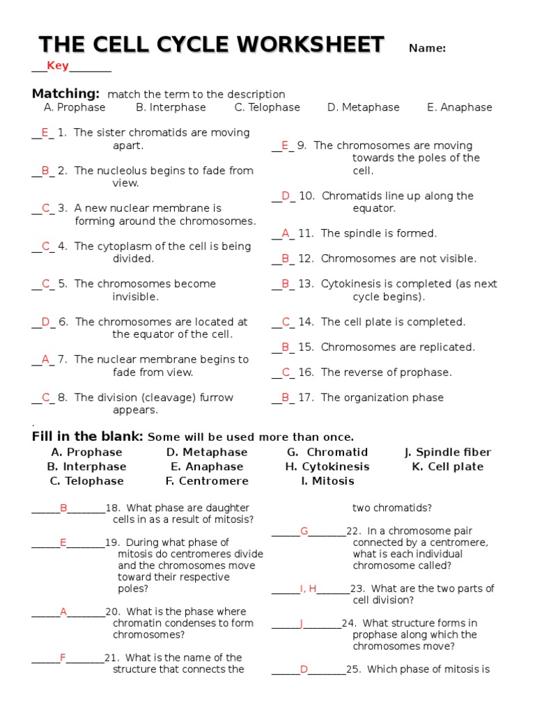 CH 12 The-Cell-Cycle-Worksheet With Answers | PDF | Mitosis | Cell Cycle