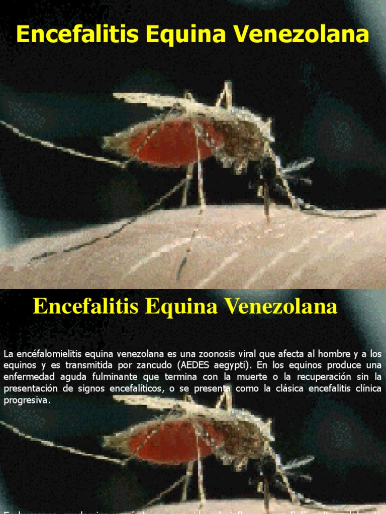 Patogenia de la Encefalitis Equina Venezolana | PDF | Virus | Infección