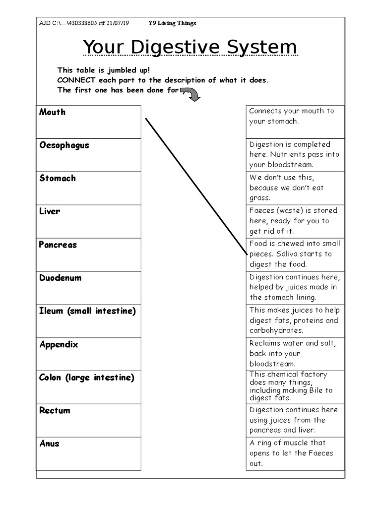 Your Digestive System | PDF | Digestion | Human Digestive System