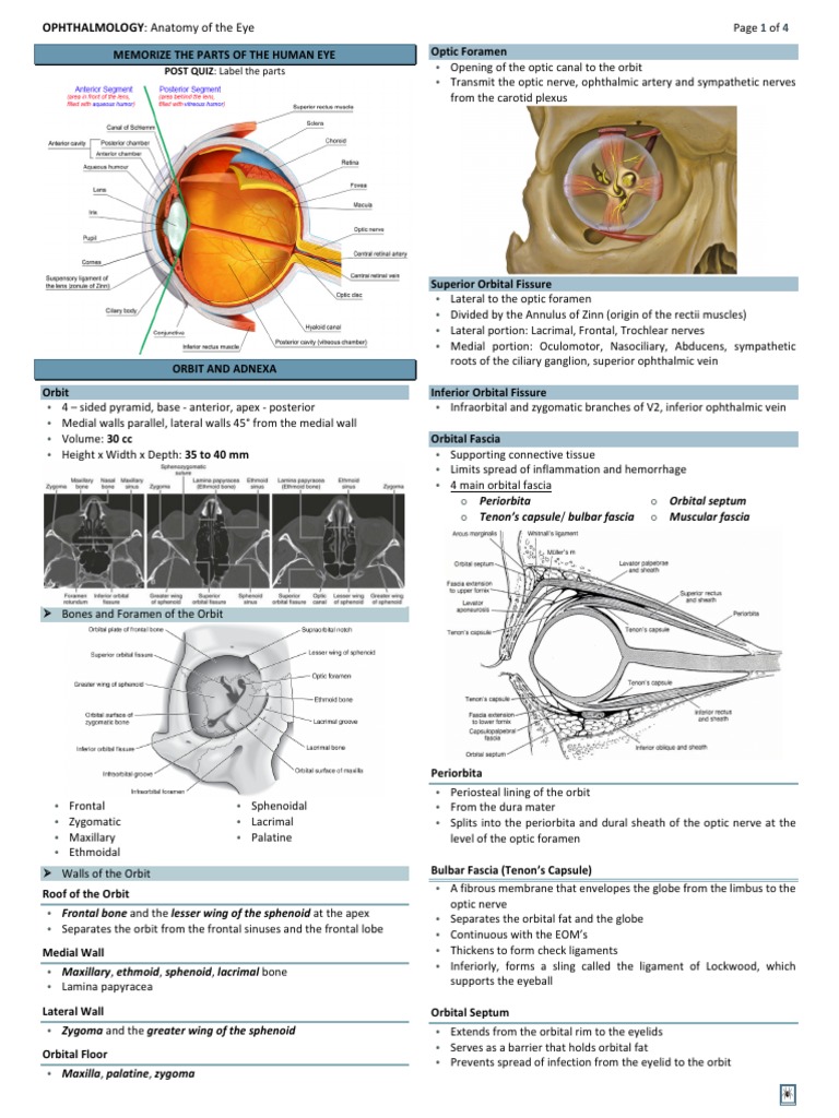 (Ophtha) 1.1 Anatomy of The Eye | PDF | Cornea | Retina
